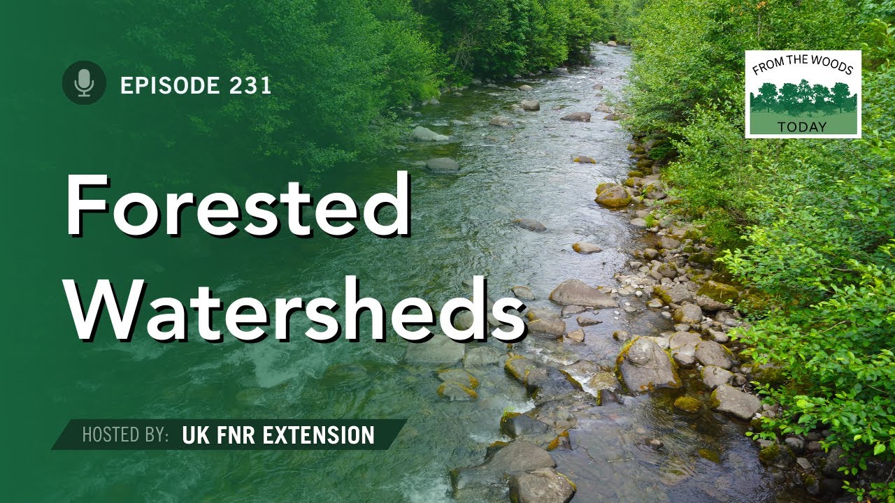 Protecting Forested Watersheds - From the Woods Today - Episode 231 ...