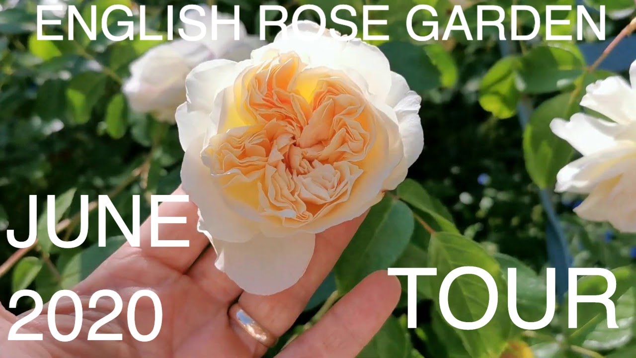 ROSE GARDEN TOUR | June Is All About Roses.. - YouTube