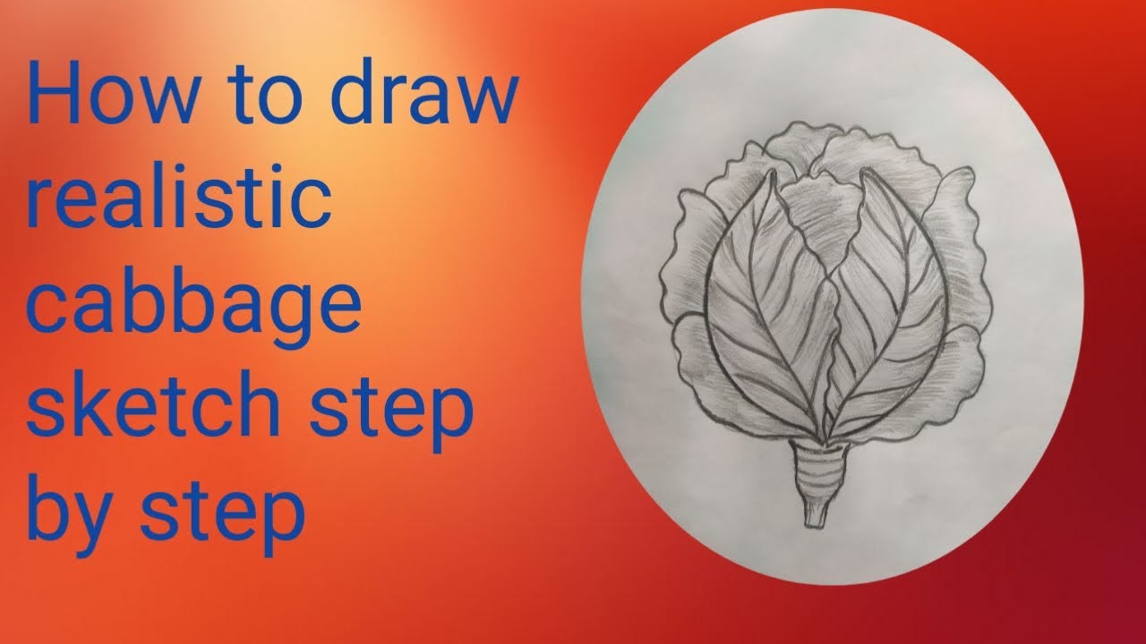 How to draw realistic cabbage sketch step by step for beginners. - YouTube