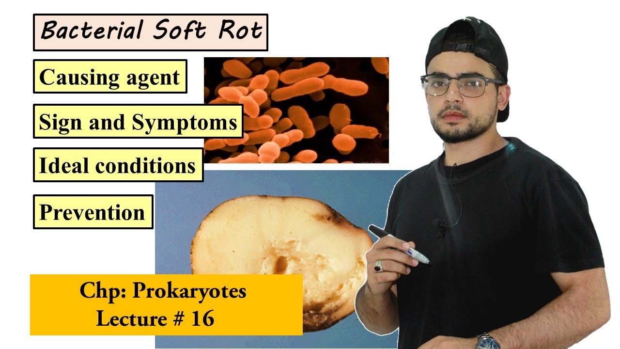 Bacterial soft rot disease in plants - YouTube