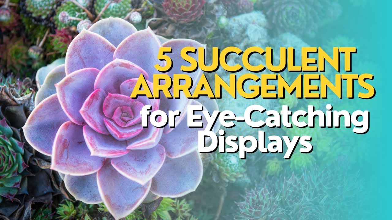Top 5 Succulent Arrangements for Eye-Catching Displays - YouTube