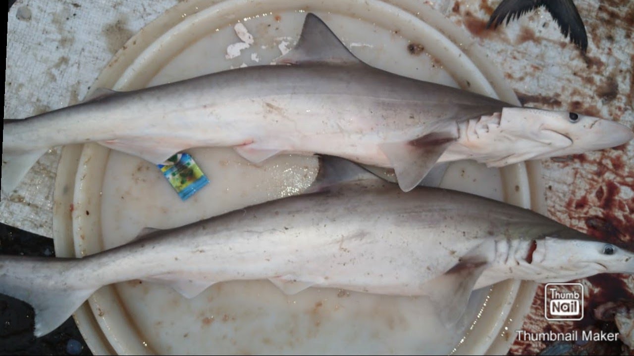 Mushi Masala। मुशी मसाला।Baby shark। #kokan - YouTube