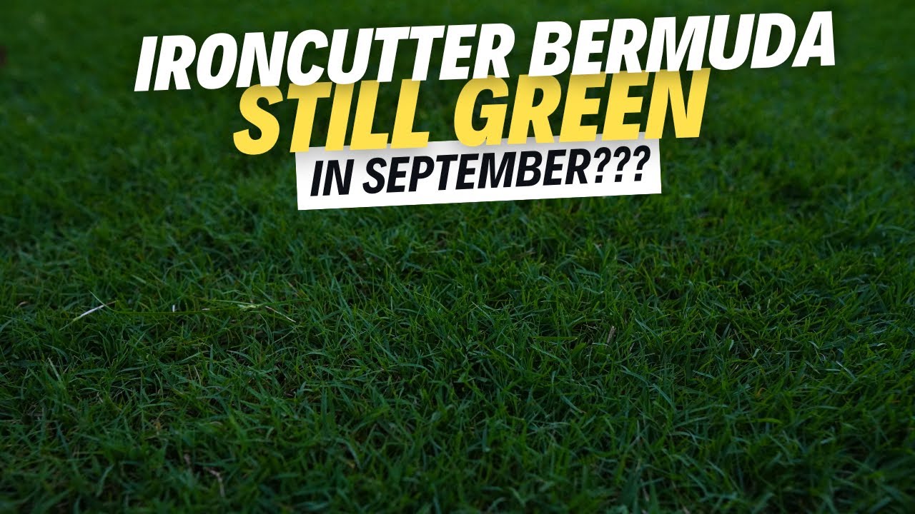 9 Weeks Post Sprigging IronCutter Bermudagrass Mid September | Father ...