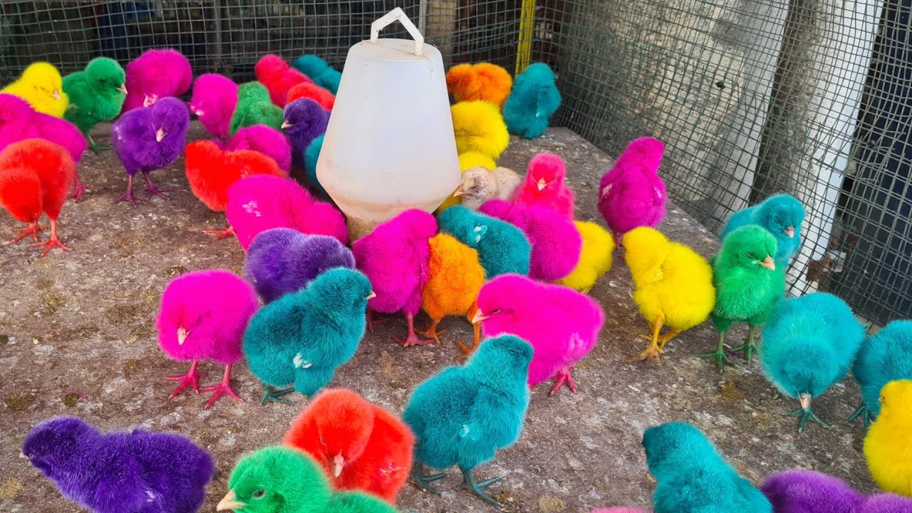 See Hundreds of Cute Colorful Chicks - YouTube