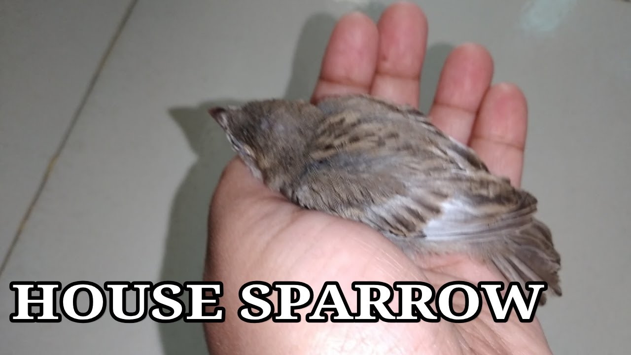হাউস চড়ুই l Chorui Pakhi l House Sparrow - YouTube