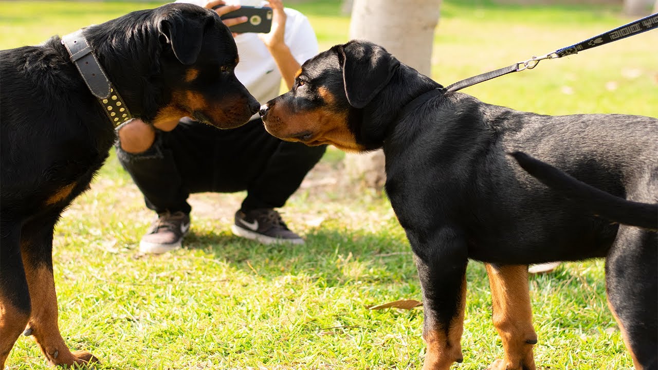 Rottweiler - Reunión de Rottweilers LIMA PERU - YouTube