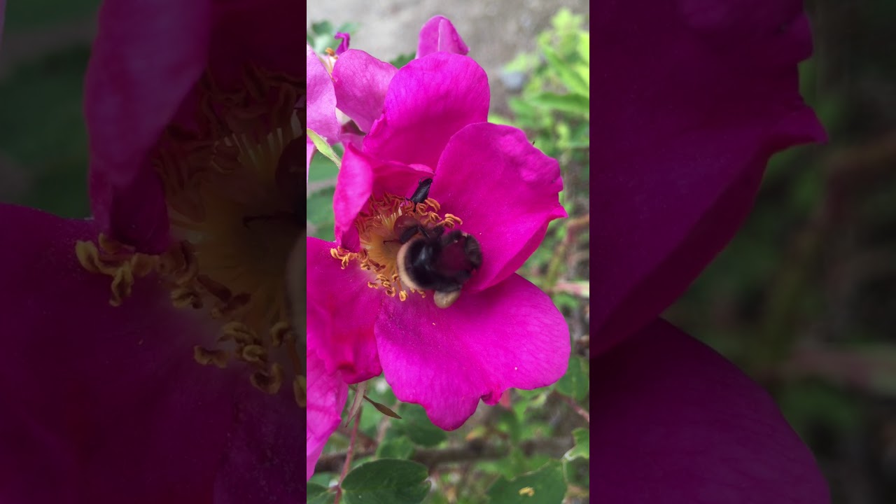 Angry Bumblebee - YouTube