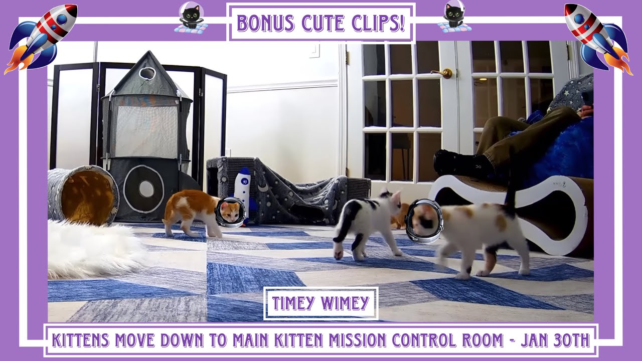 Kittens Move Down To Main Kitten Mission Control Room - Jan 30th ...