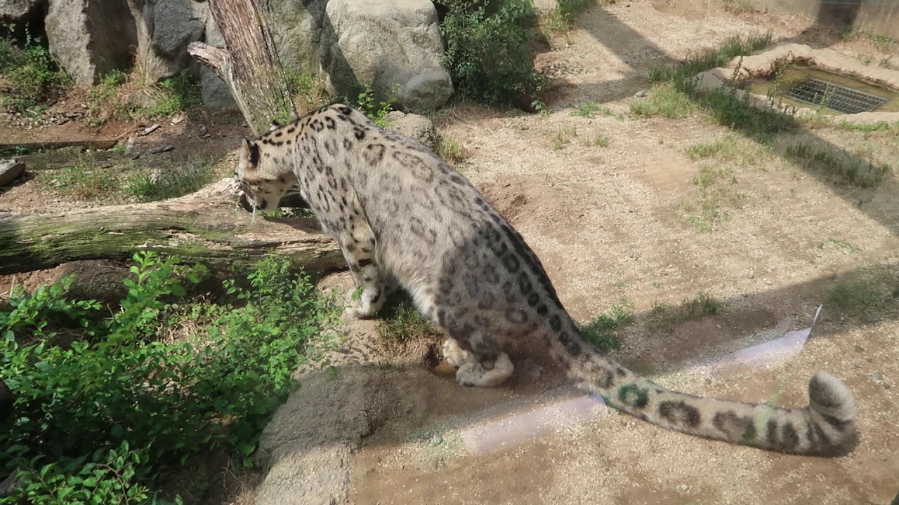 #2-3 June 2020 at Oji zoo, Kobe, Japan - YouTube
