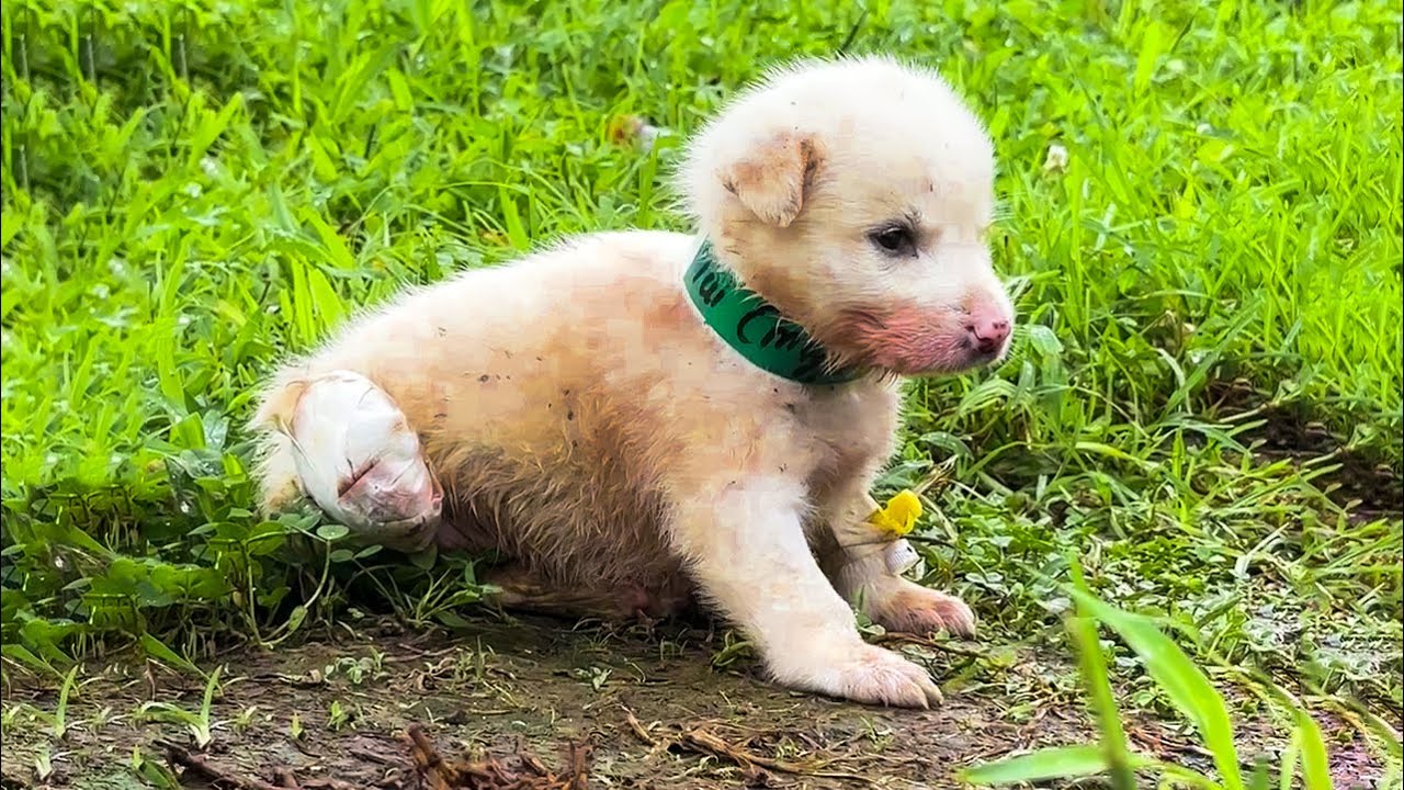 Mother Dog Protects Her Injured Puppy | Tiny Puppy With Maggot-Infected ...