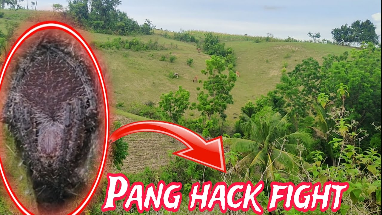 #Spider Hunting/Pang hack fight/#trending/#viral - YouTube