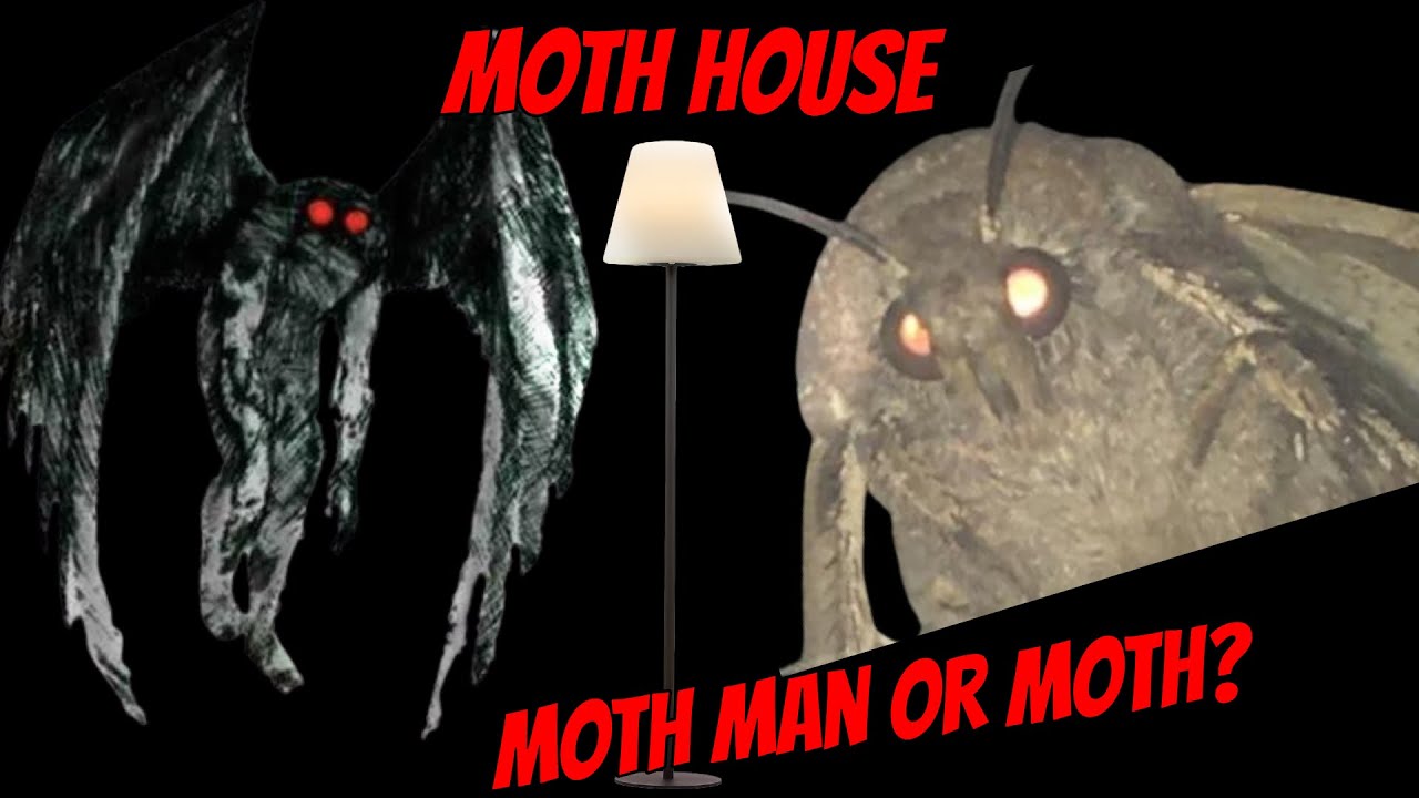 MMMM Moth time | Moth House - YouTube