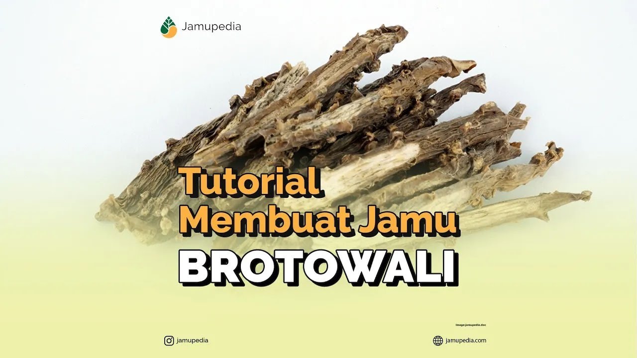Tutorial Membuat Jamu Brotowali - YouTube