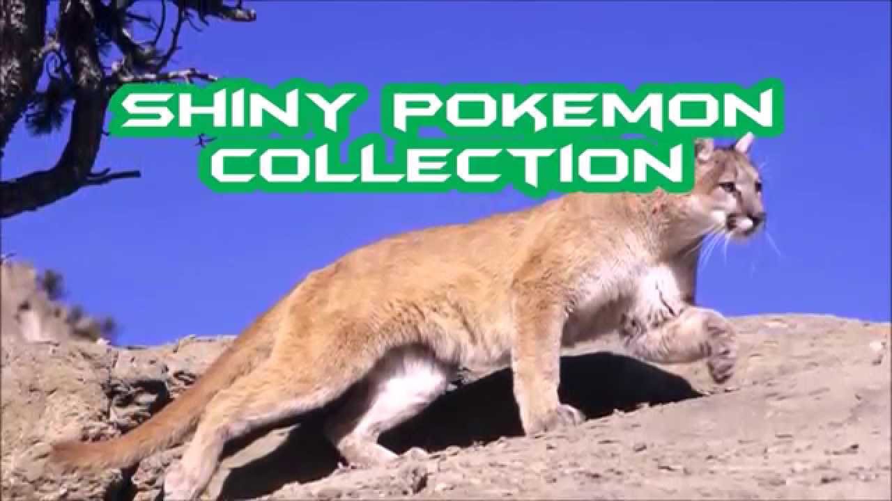 My Shiny Pokemon Collection (ALL FOR TRADE!!) - YouTube