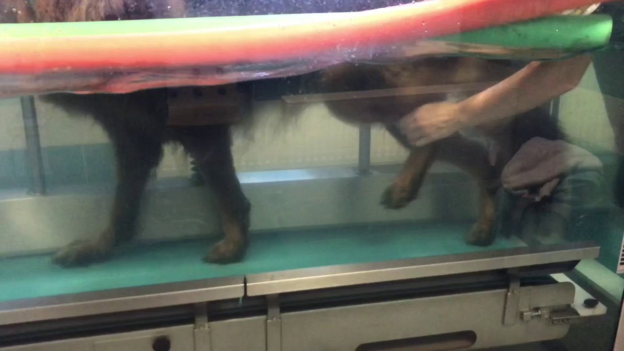 GSD Post Spinal Surgery For IVDD Hydrotherapy. Fourth session - YouTube
