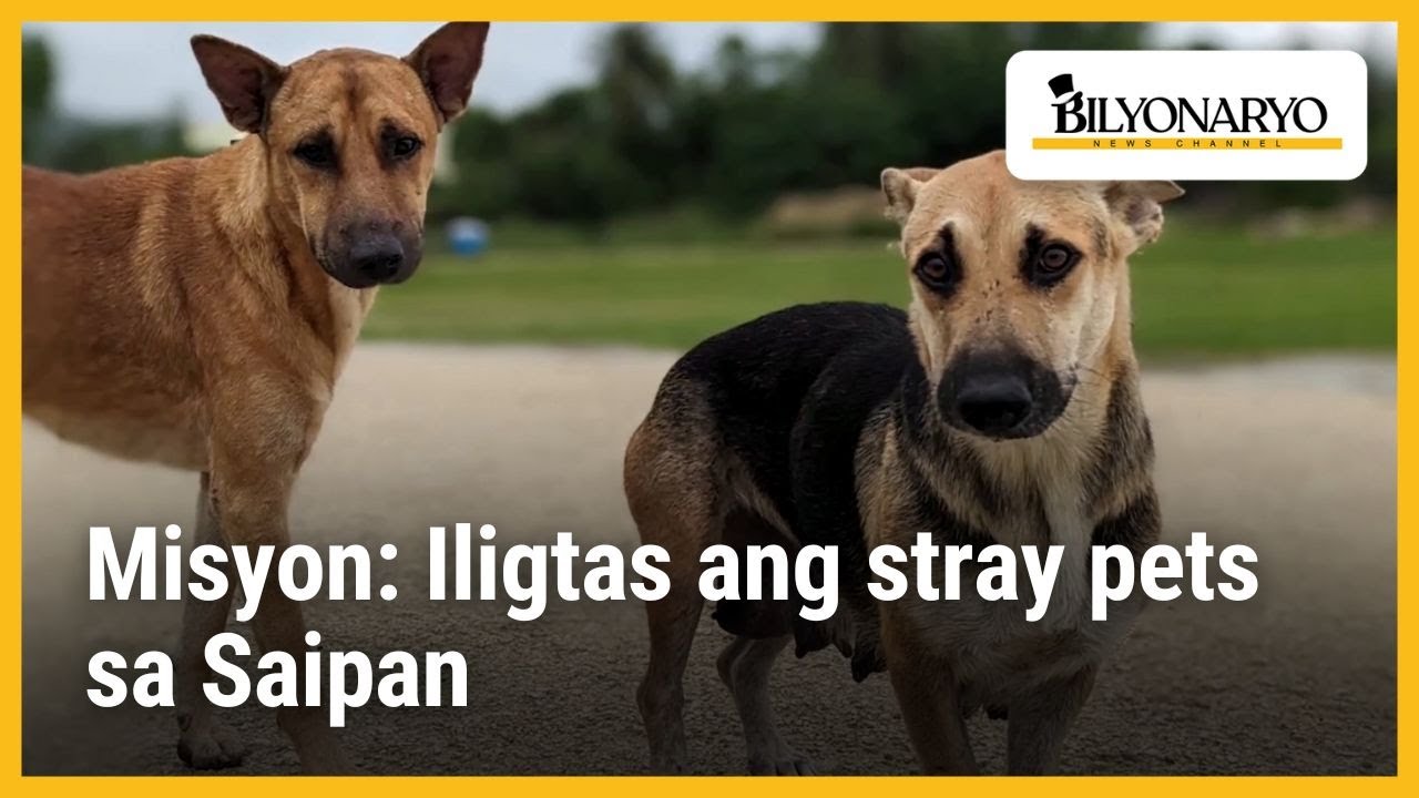 Misyon: Iligtas ang stray pets sa Saipan | Agenda - YouTube