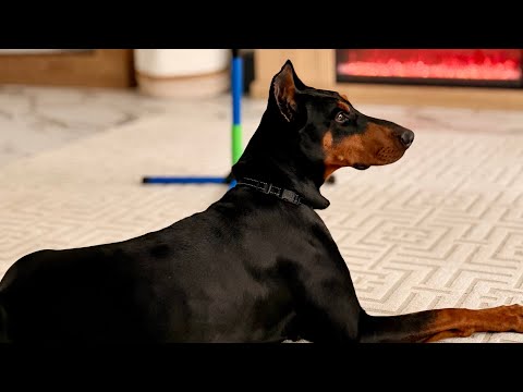 Hariel Ferrari | WE GOT A DOBERMAN 