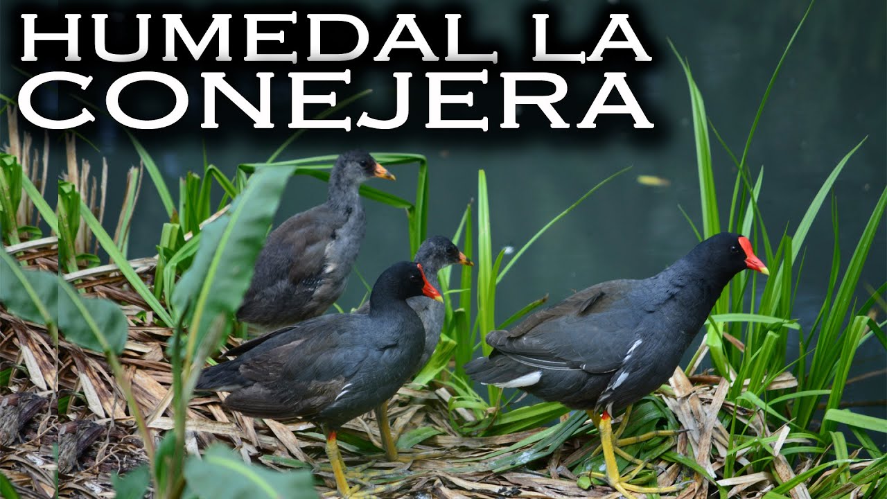 Humedal la Conejera - Humedales de Bogotá - Avistamiento de aves en ...