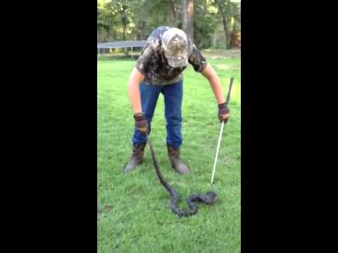Big 'ol 6'6" chicken snake caught in Texas - YouTube