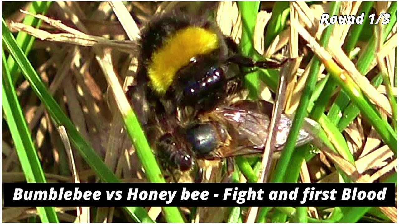 Bumblebee Vs Honey Bee