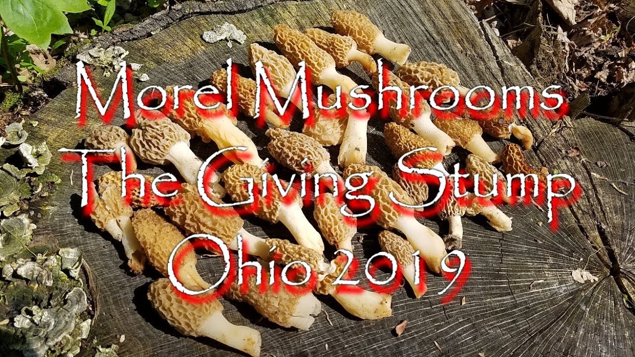 How To Find Morel Mushrooms The Giving Stump - YouTube