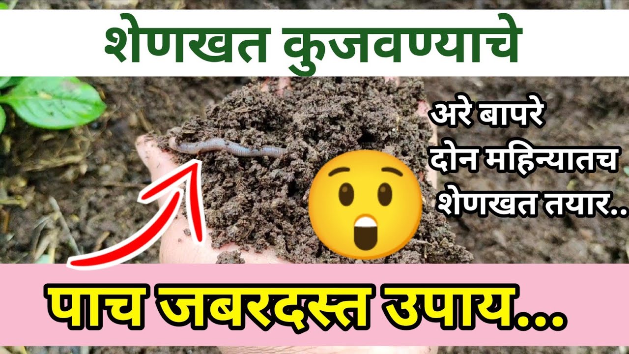 शेणखत कुजवण्याचे पाच जबरदस्त उपाय | हे पाच उपाय वापरून शेणखताची पावर ...