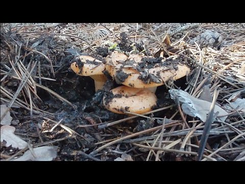 KANLICA MANTARI ŞÖLENİ(LACTARİUS DELİCİOSUS)=BOLU