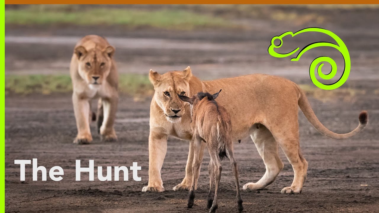 Lions hunt a Wildebeest calf in the Serengeti - YouTube