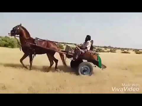 Amare marvu ek j var whatsapp status | dayro whatsapp status