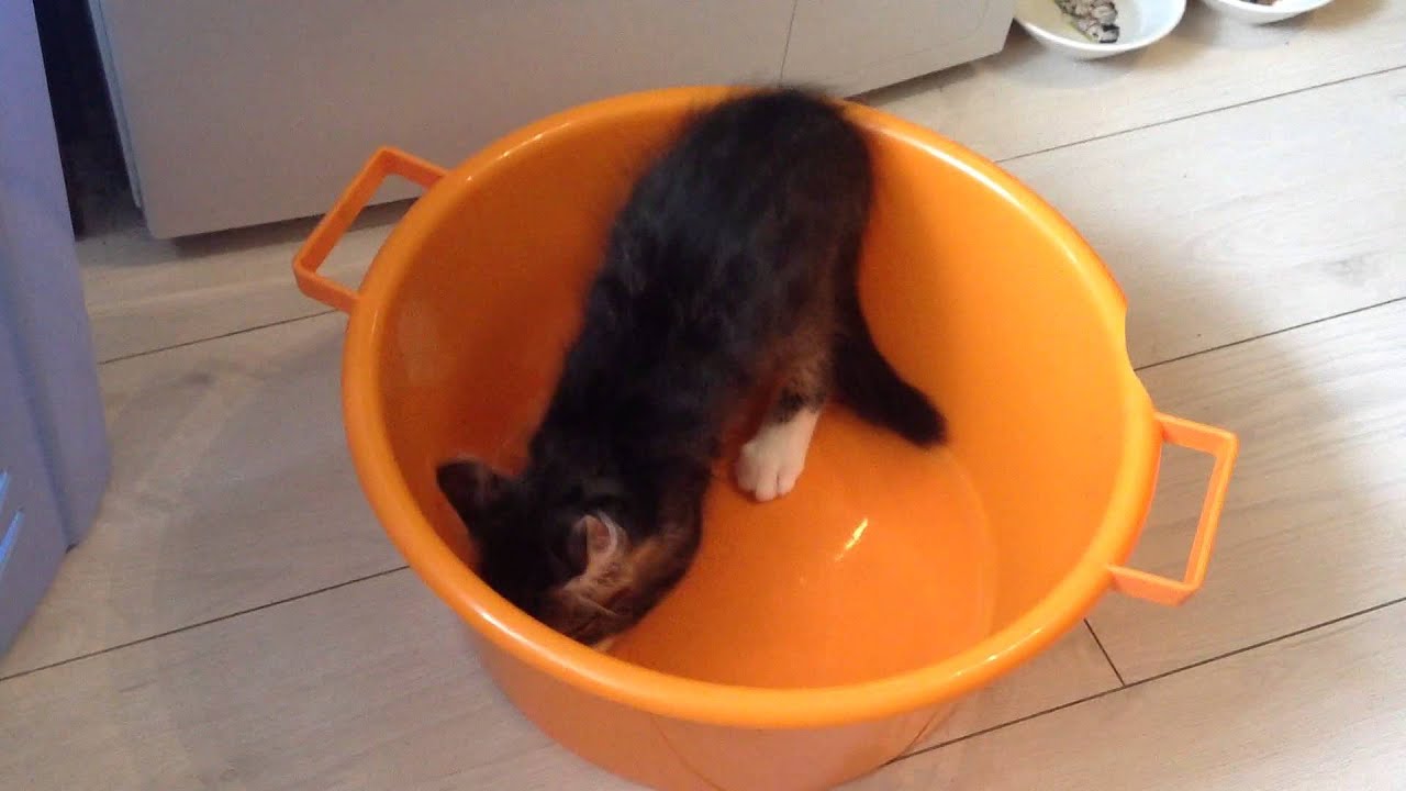 Мой кот в тазике фиг ней страдает - YouTube