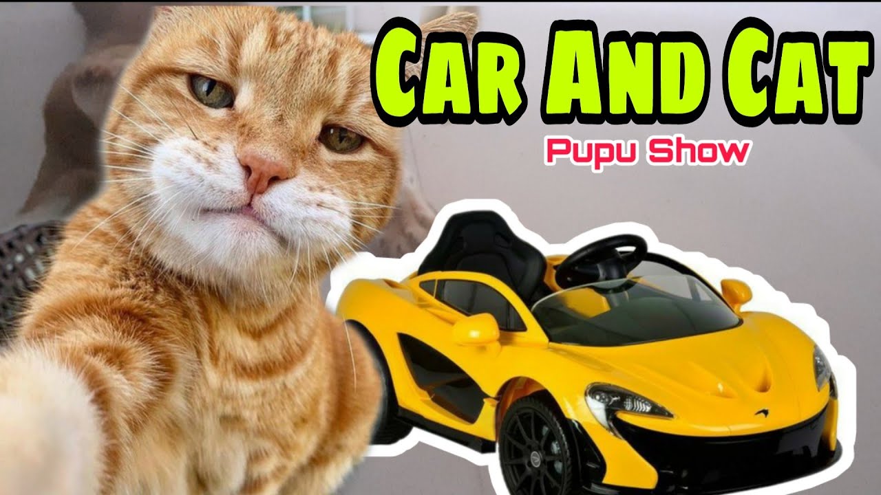 🚕️ Car & Cat - Pupu Show🐱 - YouTube