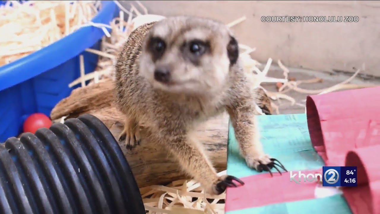 Honolulu Zoo temporarily closes exhibit after tunnel collapse leaves 1 ...
