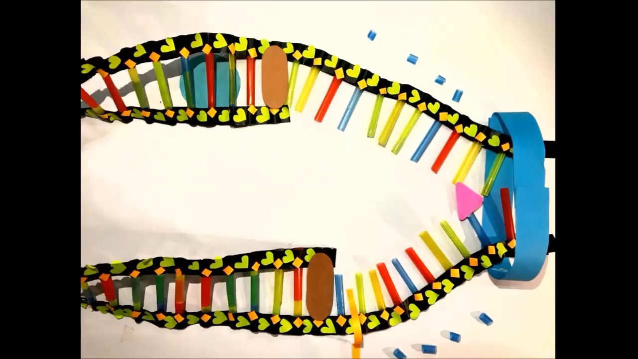 DNA Replication (Stop-motion) - YouTube