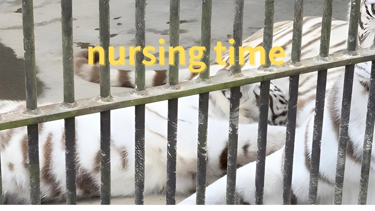 white tiger mom is nursing cute cub - YouTube