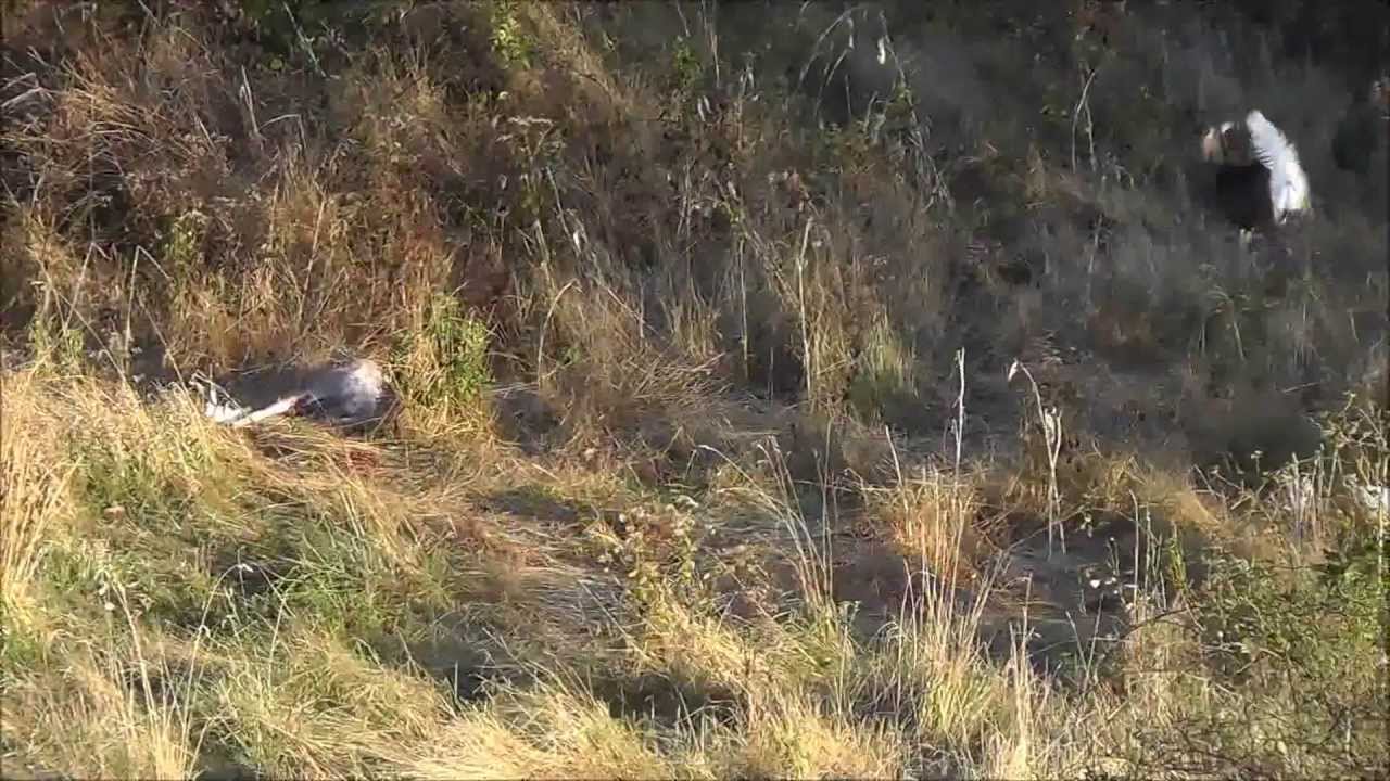 Deer Heart shot With Compound Bow - YouTube