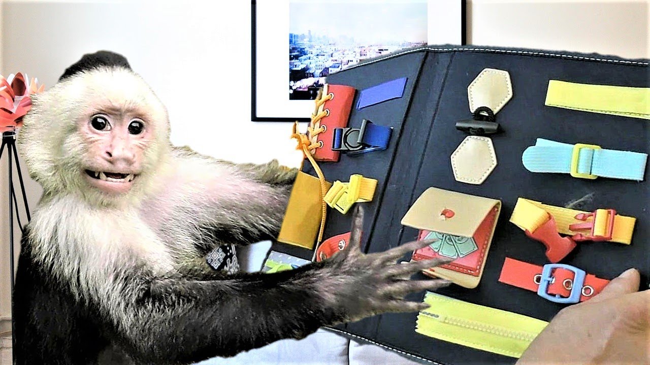 Brother Sent Busy Board To Lillian And She LOVES It! | Capuchin Monkey ...