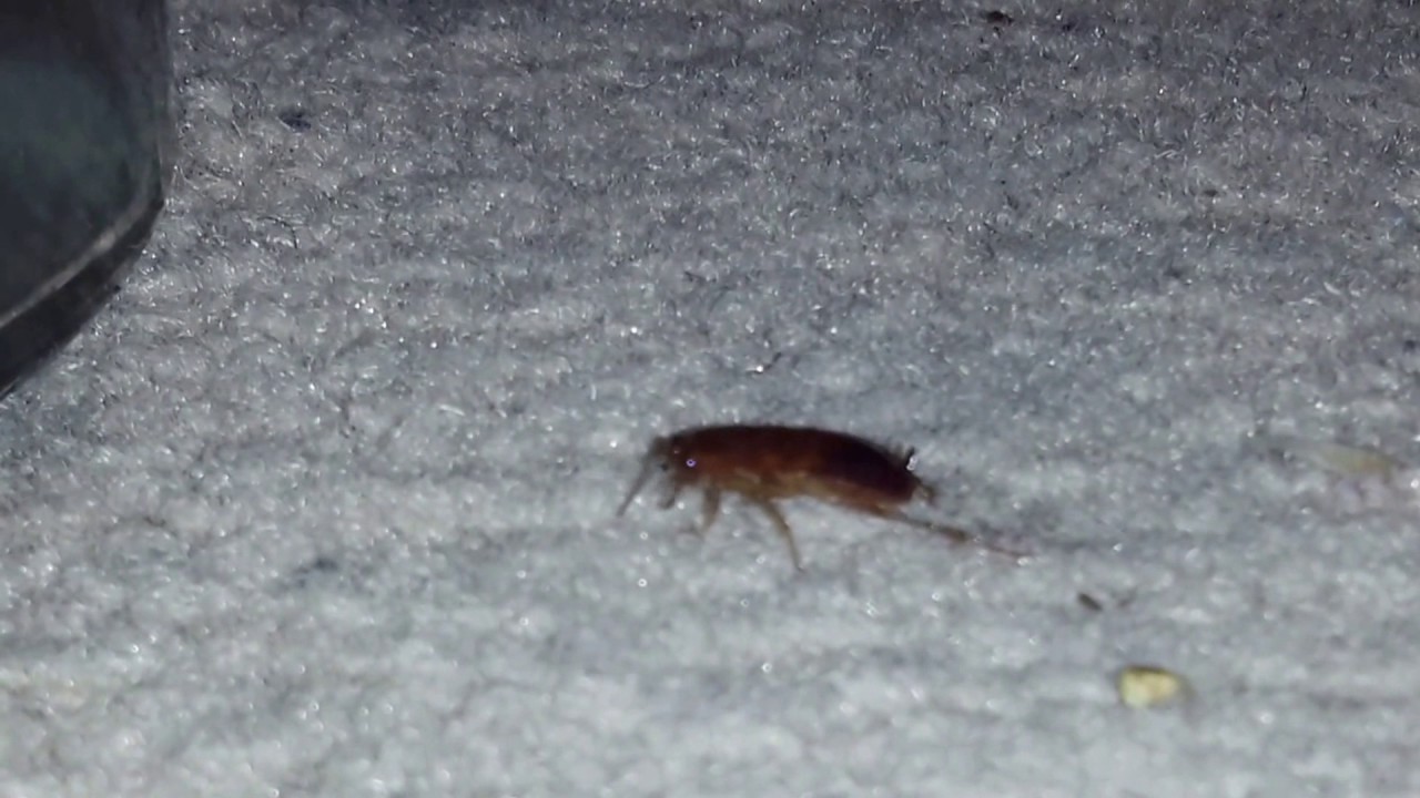 Oriental Cockroach (Blatta Orientalis) - YouTube