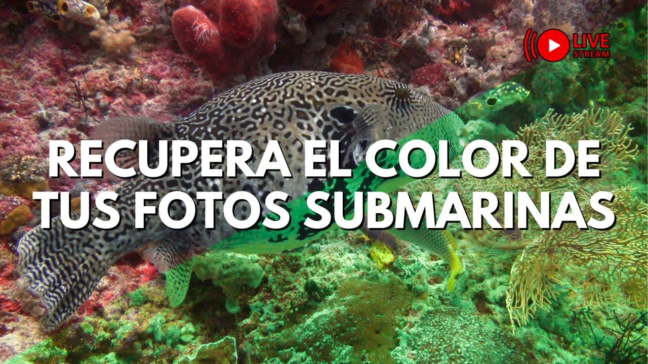 🔴Fotografía Submarina: Domina la Corrección de Color. TUTORIAL EN VIVO ...