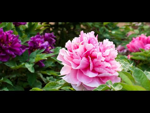 PFINGSTROSEN 🌹perfekt in Szene gesetzt alle Farben 🎨Pfingstgrüße 🫡 ...
