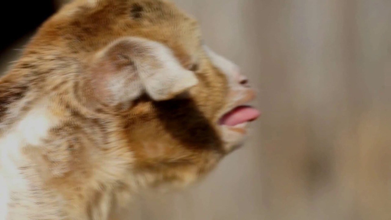 Goat Voice - YouTube