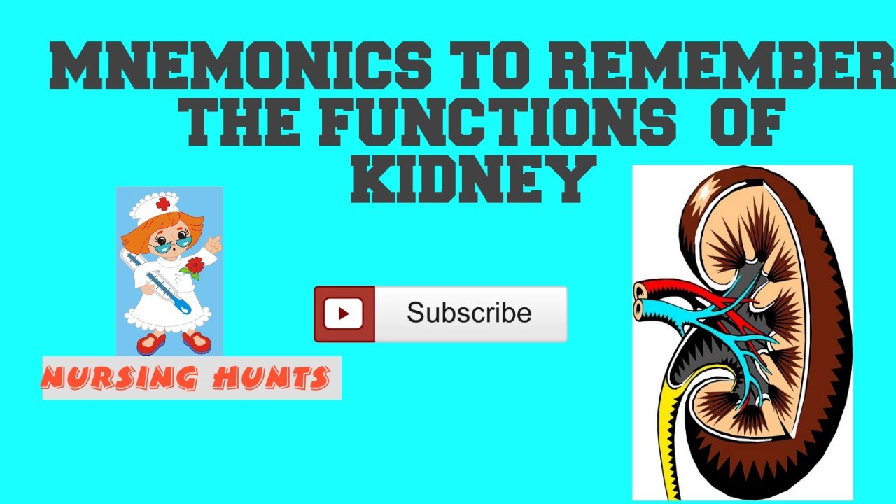 MNEMONICS TO REMEMBER THE FUNCTIONS OF KIDNEY IN TAMIL - YouTube