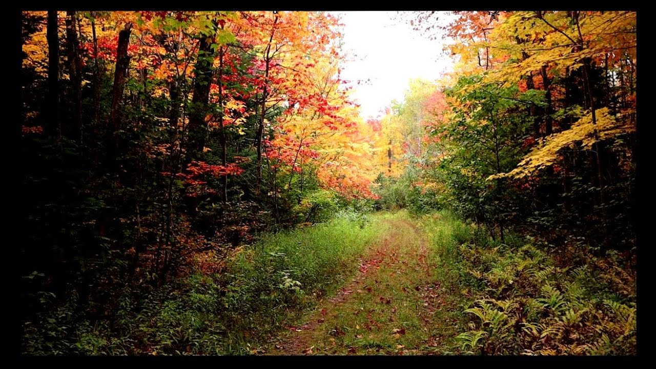 Secret Trail in the Woods || All the Pretty Colors of Fall - YouTube