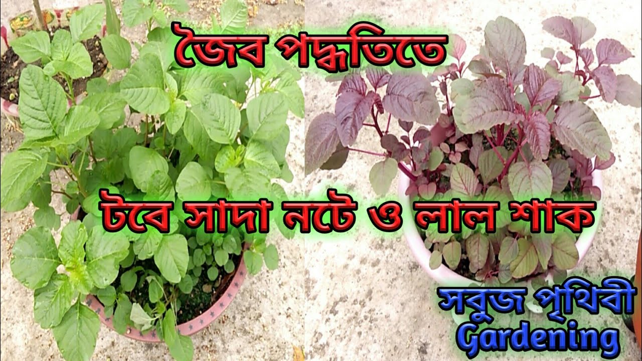 Lal sak chas tobe / Sada note sak chas / জৈব উপায়ে লাল শাক ও সাদা নটে ...