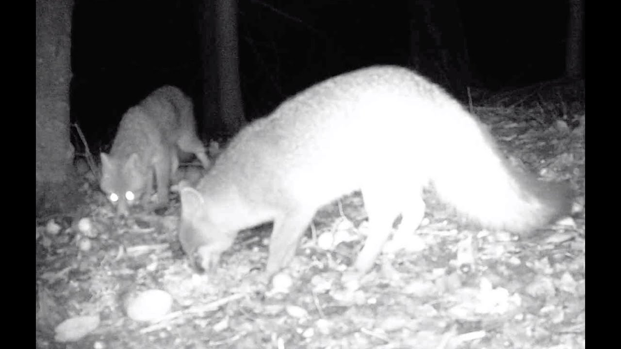 Compost Critters, Season 4, Episode 2 - YouTube