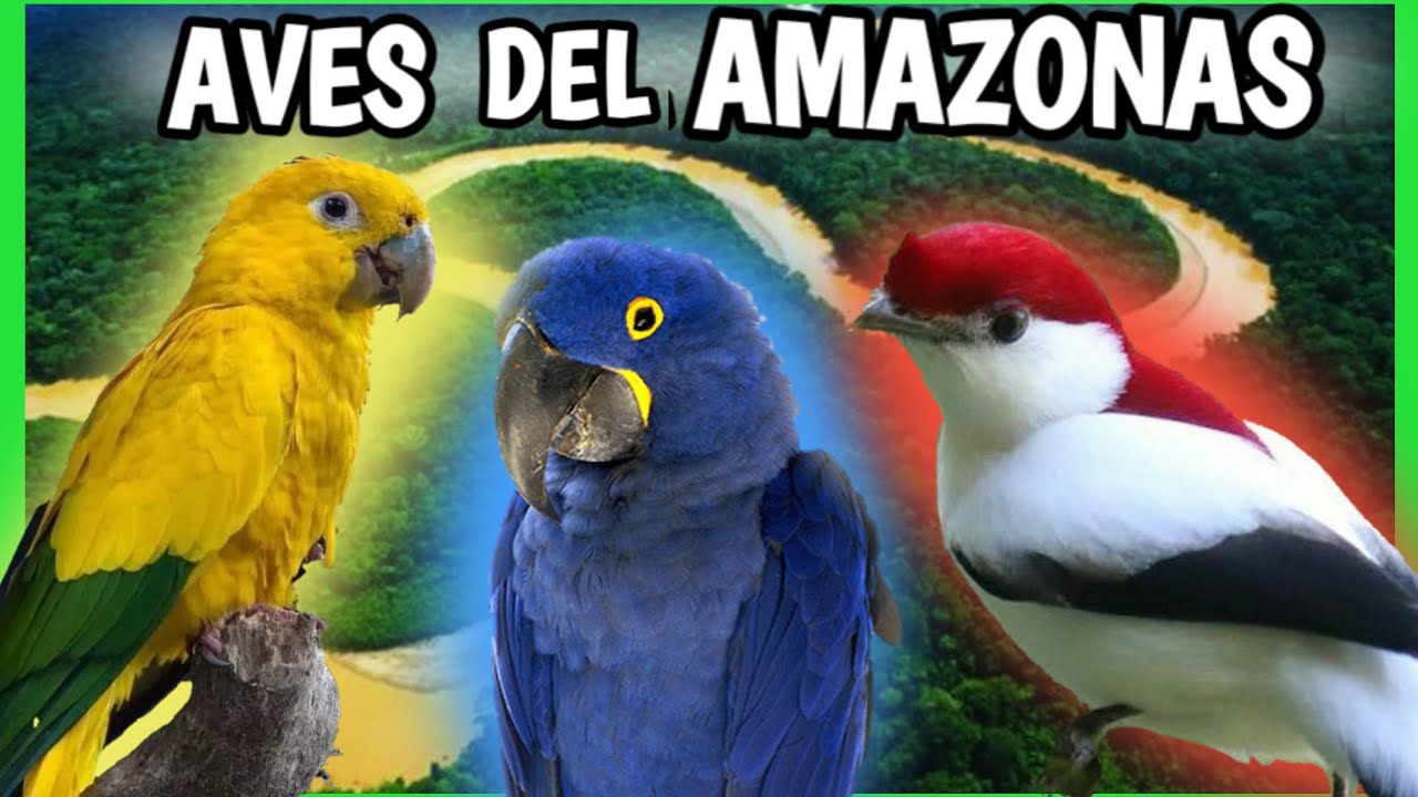 AVES del AMAZONAS de Brasil | Pájaros hermosos de Brasil - YouTube