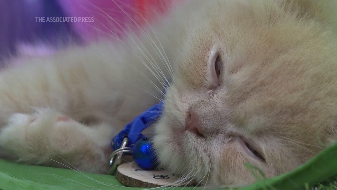 First cat cafe opens in Gaza City - YouTube