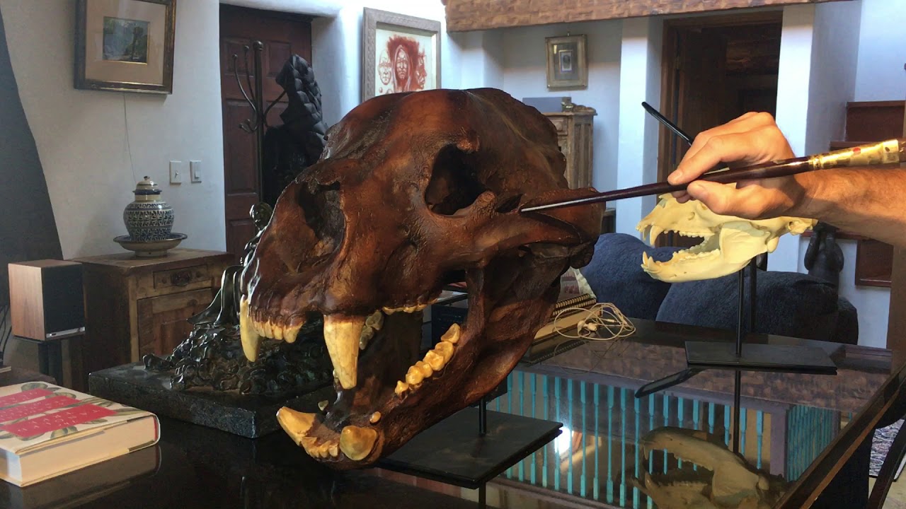 Short Faced Bear Skull