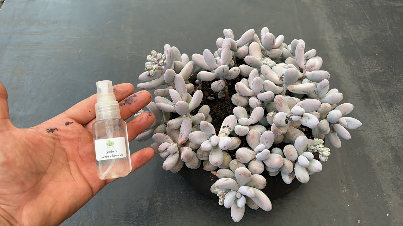 SEDUM CRAIGII 🍀 TRABALHALHANDO UMA SUCULENTA - YouTube