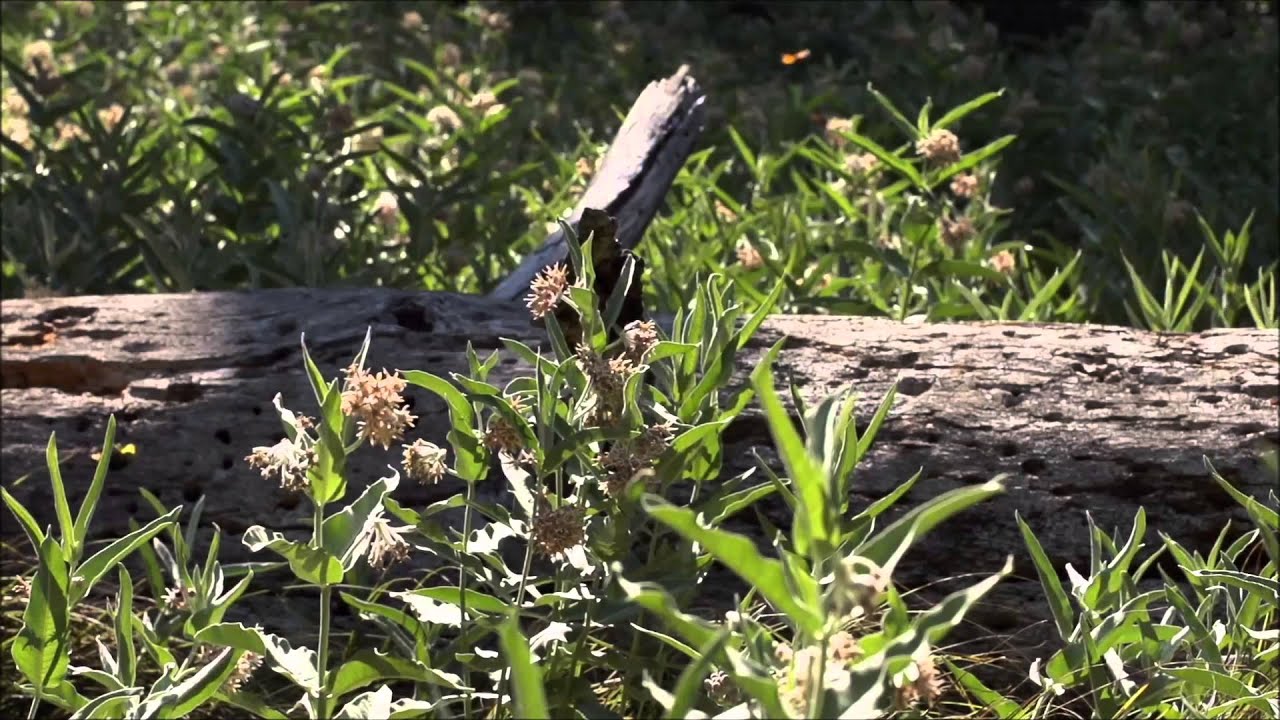 Το αγριολούλουδο ... Στέλιος Καζαντζίδης ... HD - YouTube