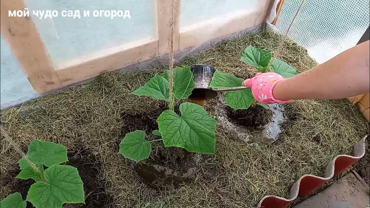 Первая, основная подкормка огурцов в теплице для хорошего урожая - YouTube